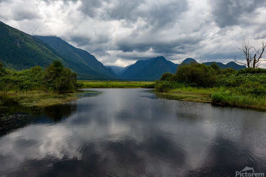 Heron cove Pitt lake B.C by Randy Roy Photography Wall Art