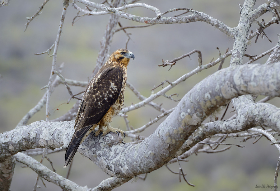 Galapagos Hawk by Kevin Oke Wall Art