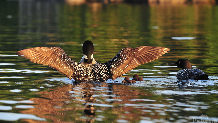 Big loon stretch by Merlin Braun Wall Art