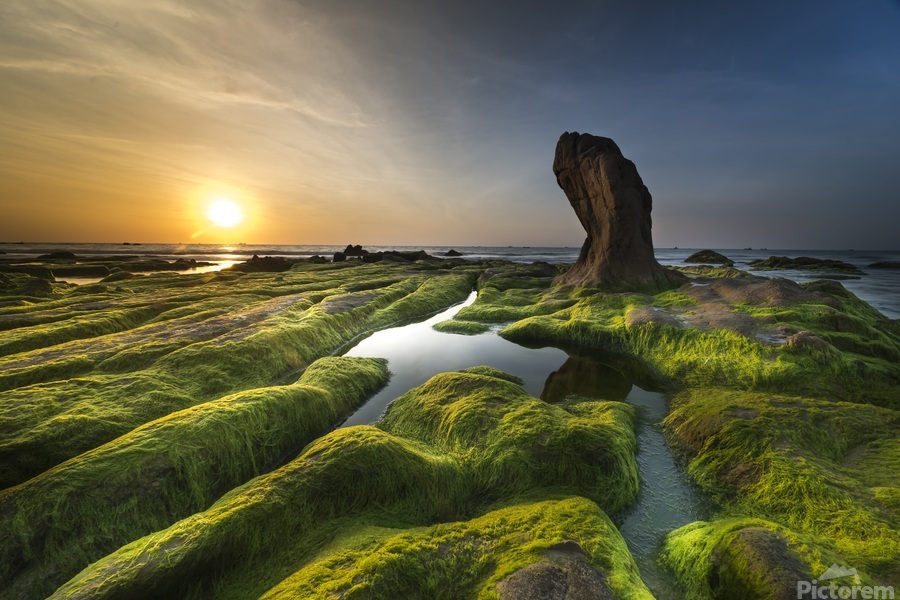coast algae sea beach shore by Hardya Wall Art