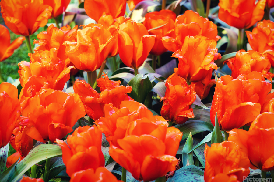 Crimson Blooms - CR2305-9175-ORT by JordiCarrio Wall Art