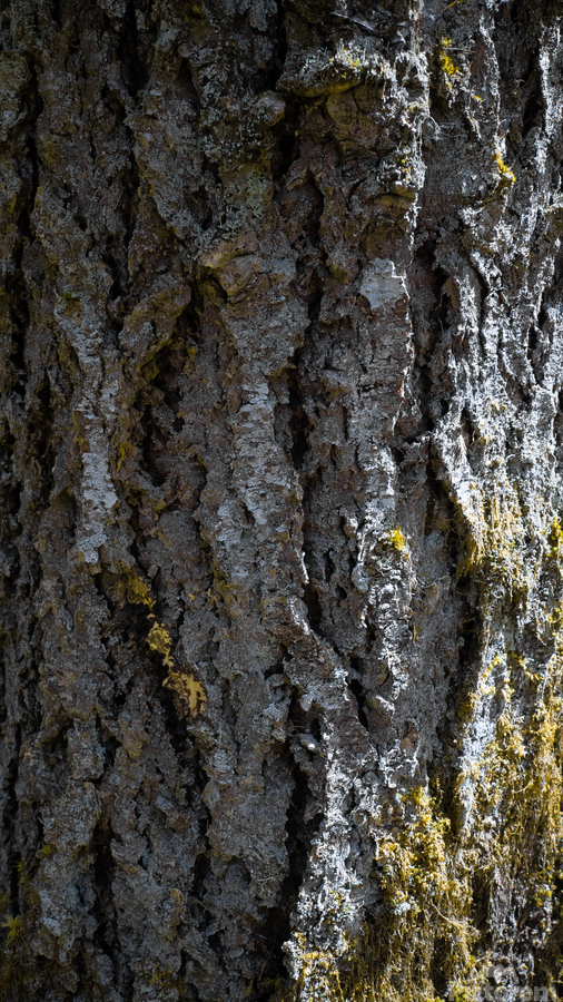 Bark Pattern by Pavel K Novy Wall Art