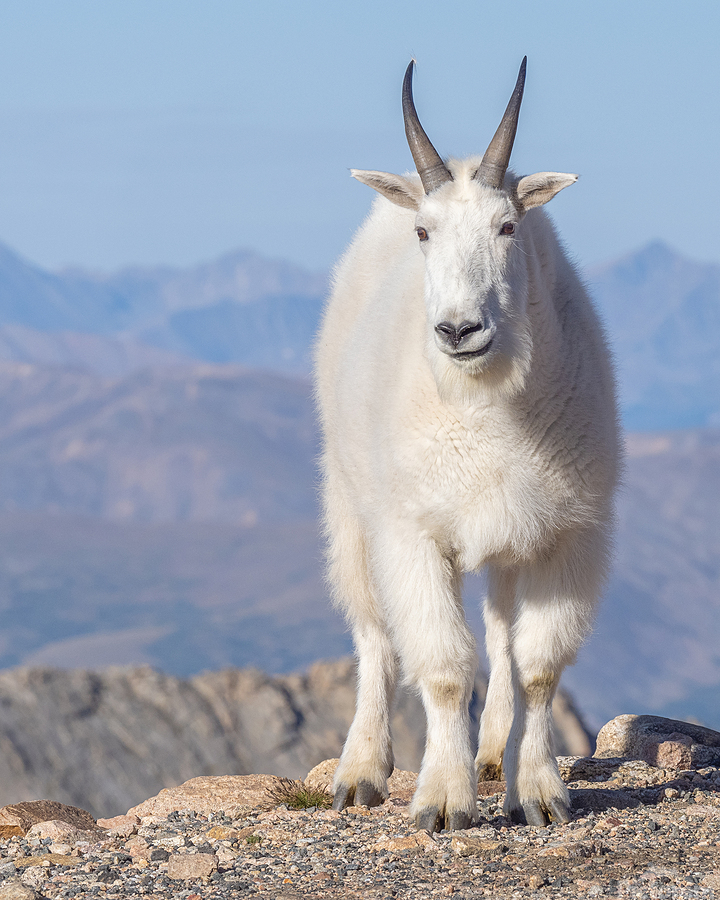 King of the Hill by Kristal Kraft Wall Art