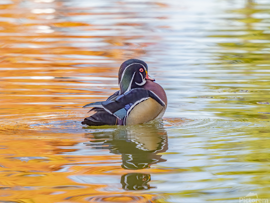 Proud Wood Duck by Kristal Kraft Wall Art