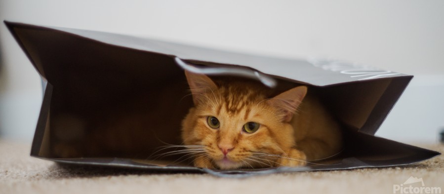 Cat In The Bag by David Yoon Wall Art