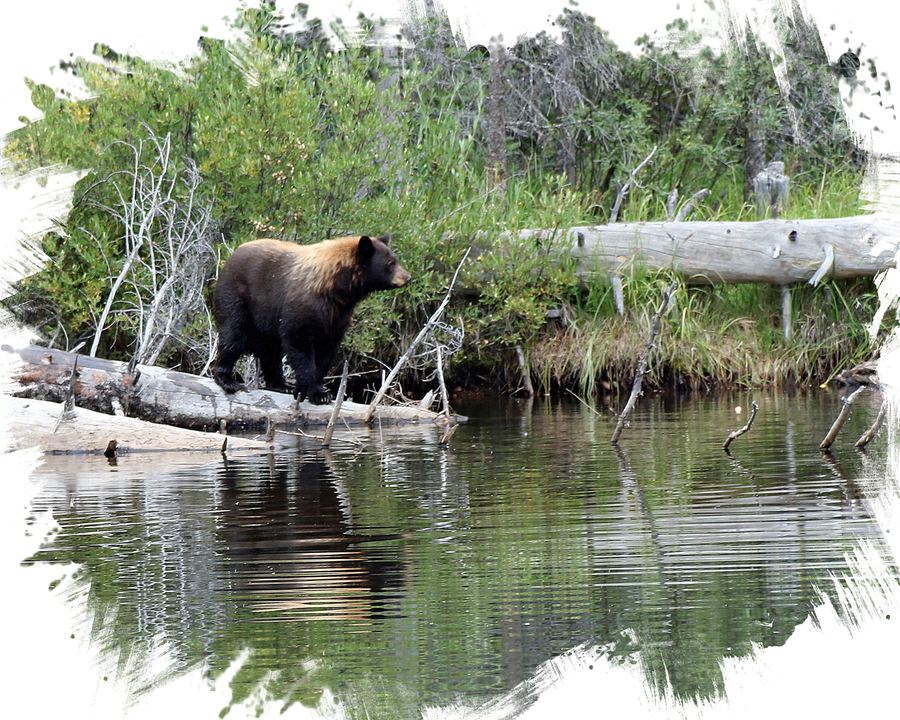 Balancing Bear Artistic by MRB Photo Art Wall Art