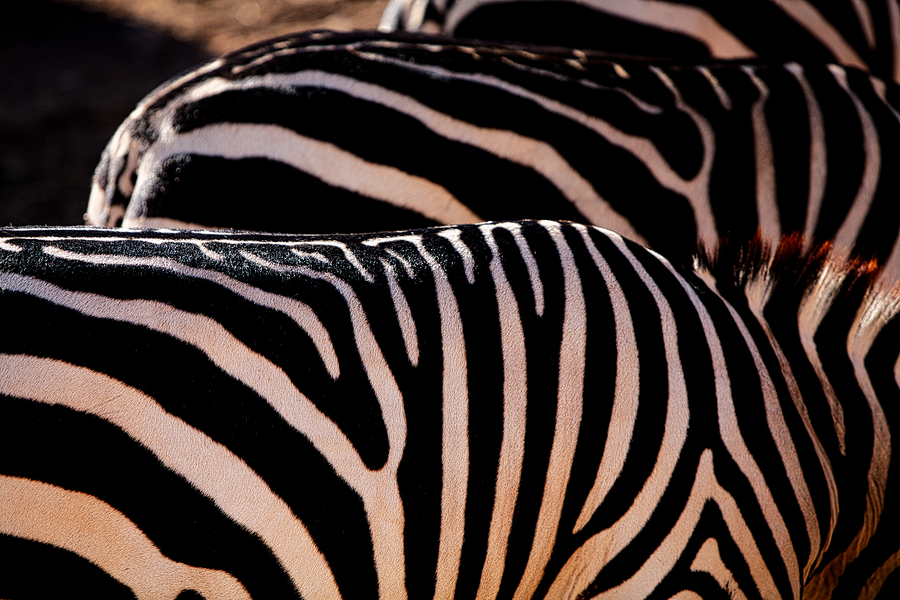 Zebra Stripes by Taylor Ehat Photography Wall Art