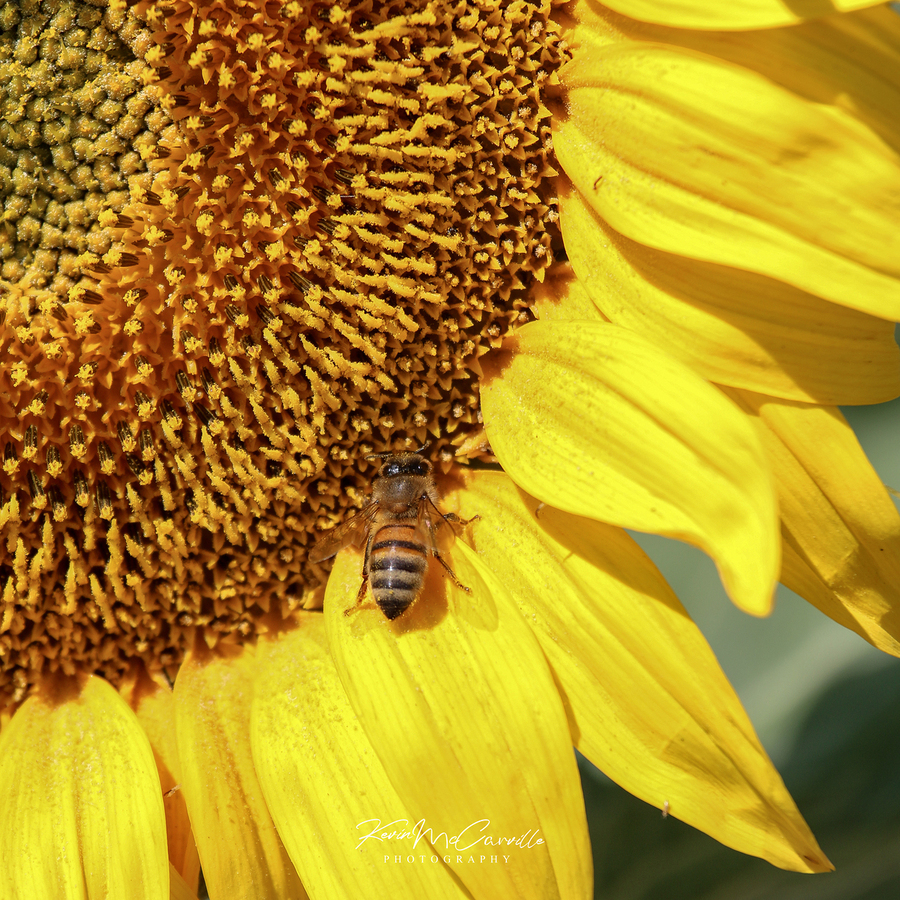 Sunflower Closeup by Kevin McCarville Wall Art