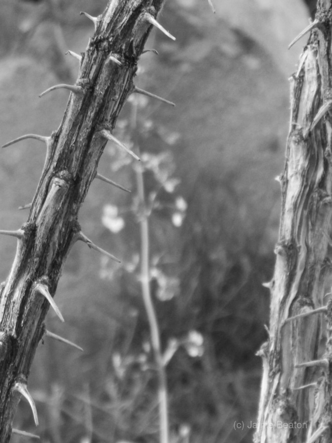 Cactus by Jaime Beaton Wall Art