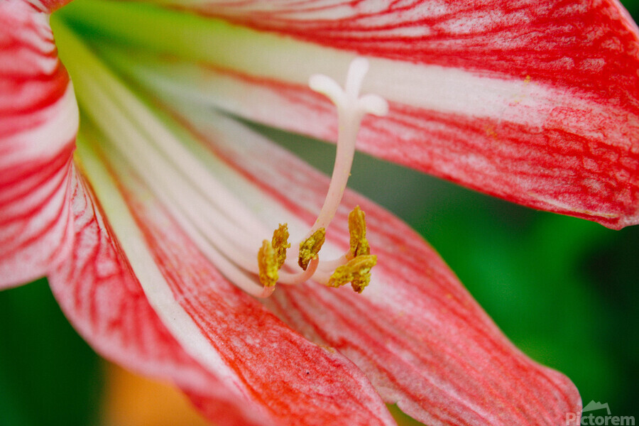 Red lily or candelaria of flowers by CameraOldStyle Wall Art