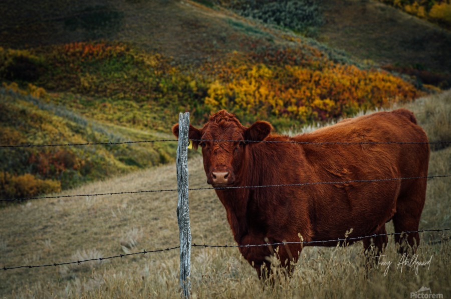 Red Cow Hi Res A3 by Tracy Abildgaard Wall Art