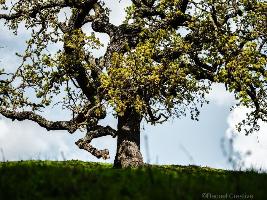 California Oak Tree by Raquel Creative Wall Art