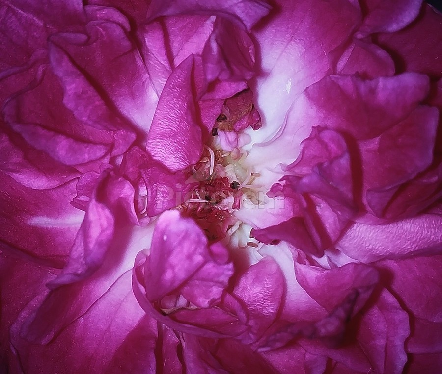 Beautiful Rose by rizu_designs Wall Art