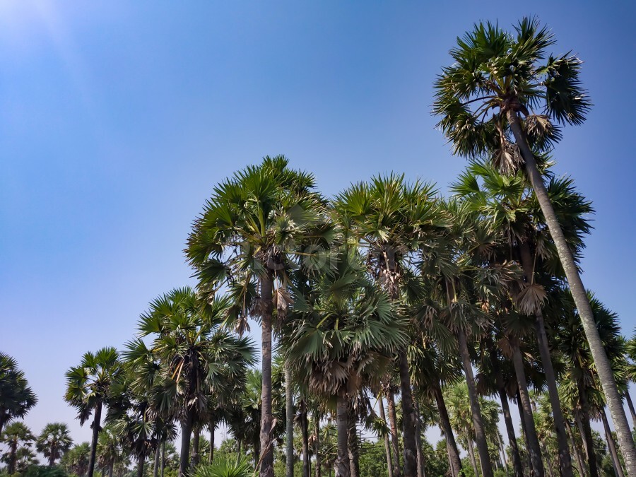 Palm Tree by rizu_designs Wall Art