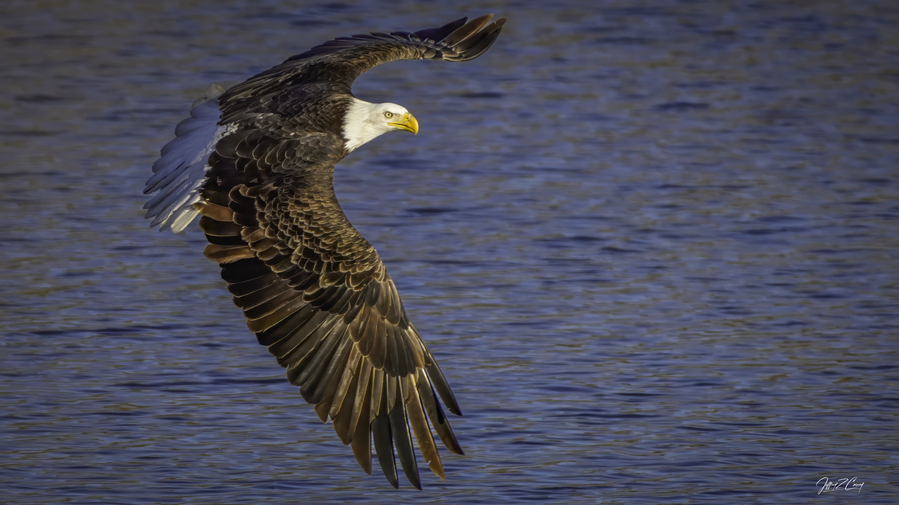 SOARING AMERICAN BALD EAGLE by Carney Photography Wall Art