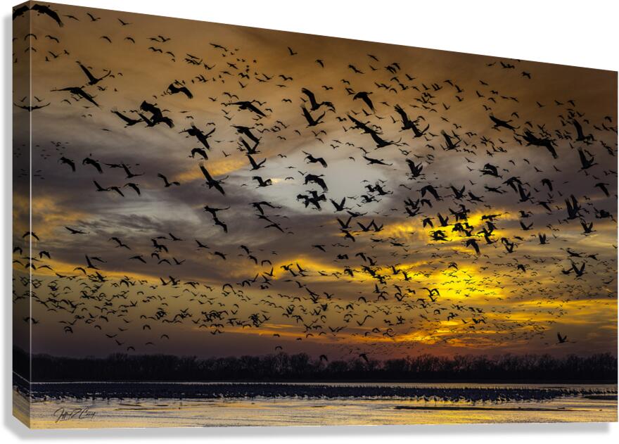 CRANE MIGRATION SEASON S FINAL SUNSET by Carney Photography Wall Art