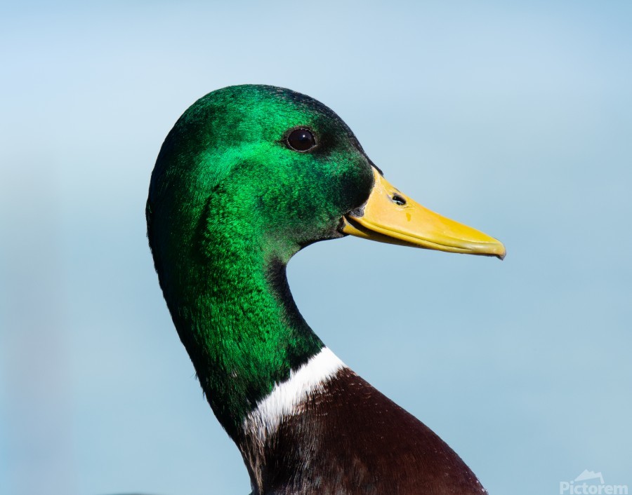Drake Portrait by Cameraman Klein Wall Art