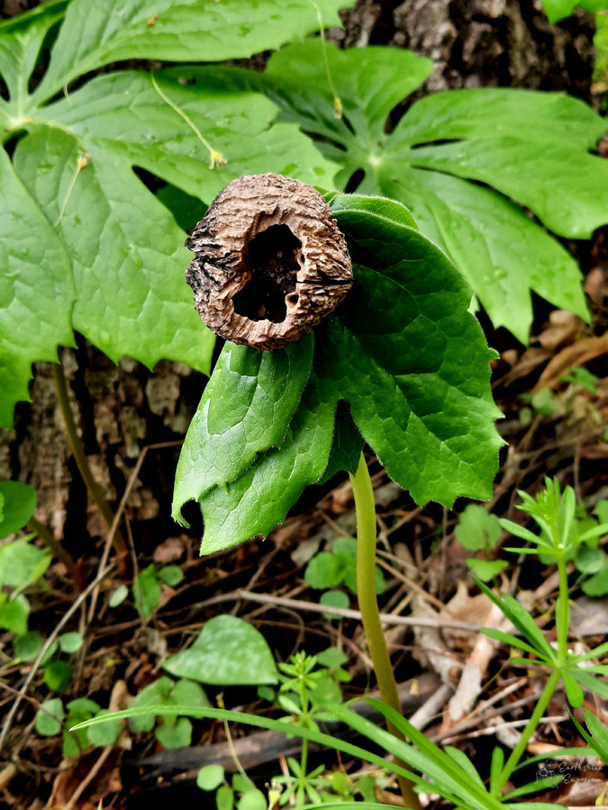 Walnut Head by Earthshine Emporium Wall Art