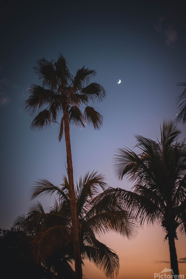 The Moon and Growing Palm Tree by WeStaySocial Art Wall Art