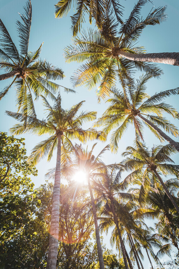 Palm Tree Bliss by WeStaySocial Art Wall Art