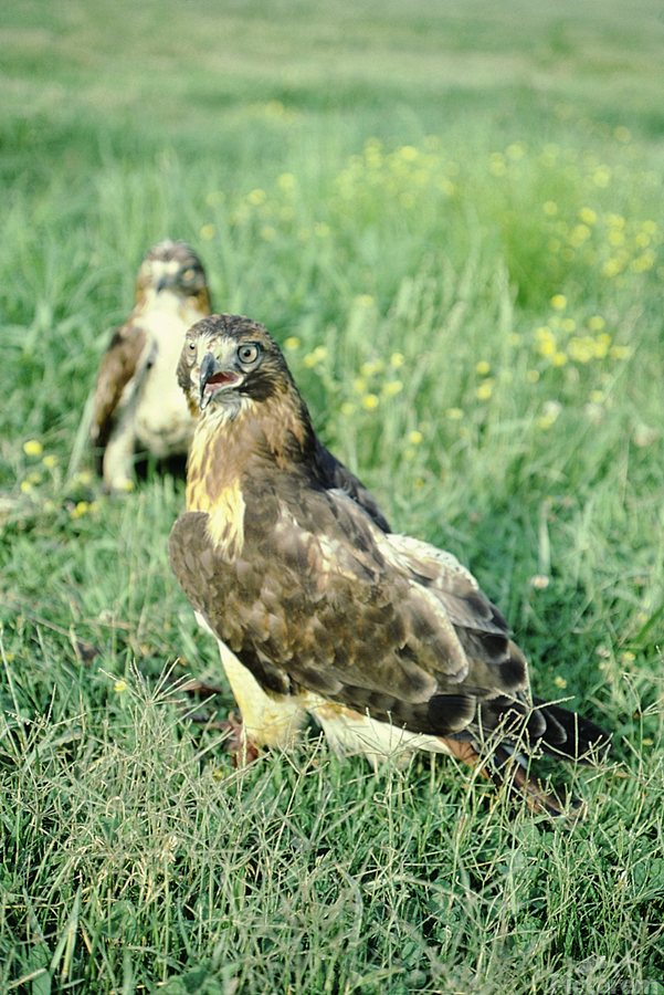 Surprised Hawk by Greene Safaris Productions Wall Art