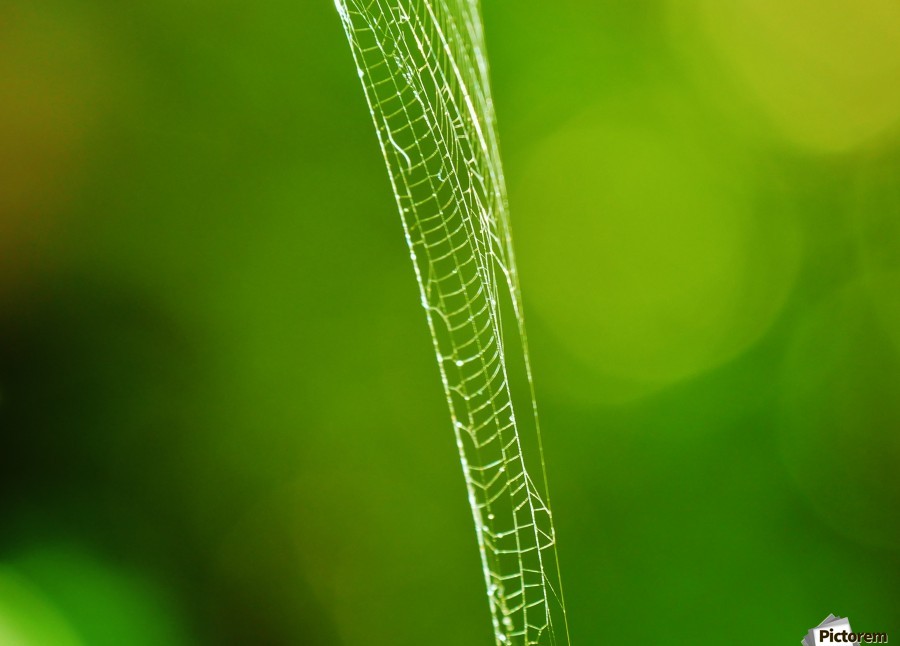 Spiders ladder by Andy Jamieson Wall Art