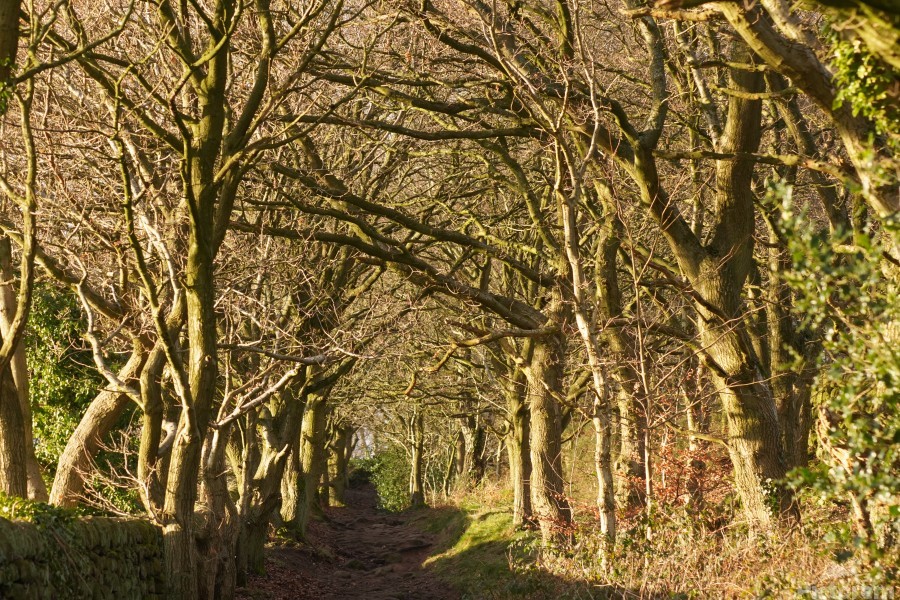Tree covered path by Andy Jamieson Wall Art