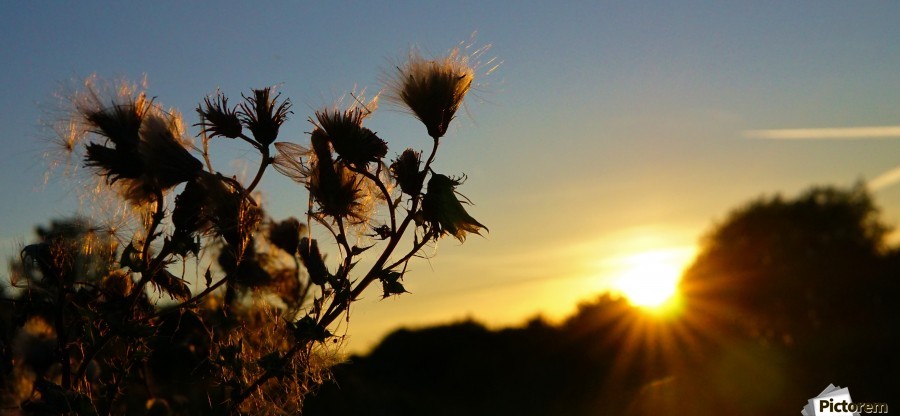 Park weeds sunset by Andy Jamieson Wall Art