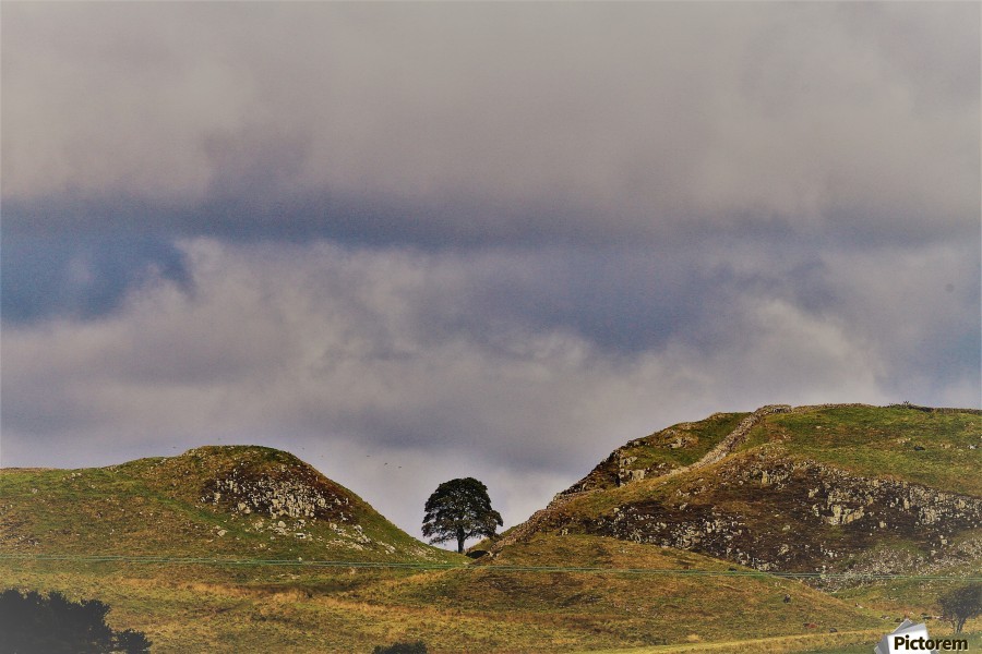 Hadrian's wall tree by Andy Jamieson Wall Art