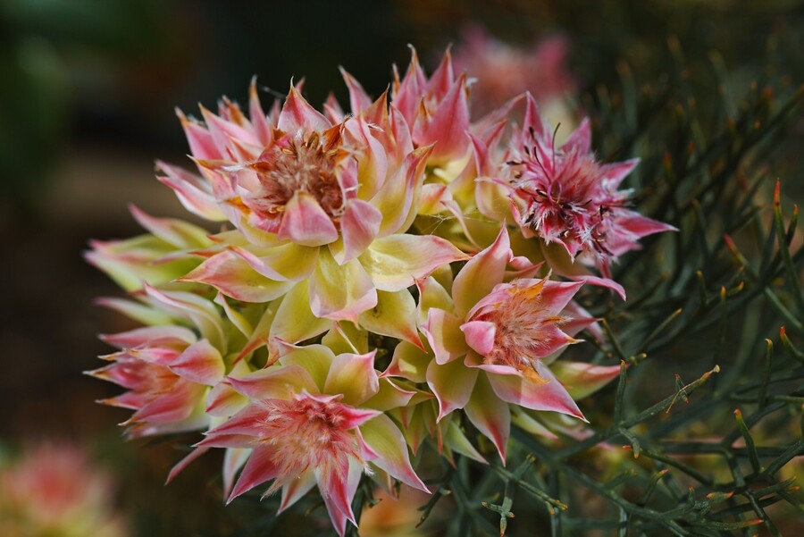 Small Protea Flowers by Joy Watson Wall Art