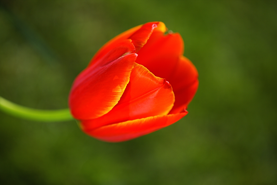 Tulips Over Beautiful Green by Joy Watson Wall Art
