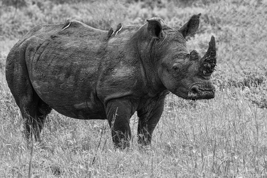 rino with friends by Paul Thompson Fine Art Images Wall Art