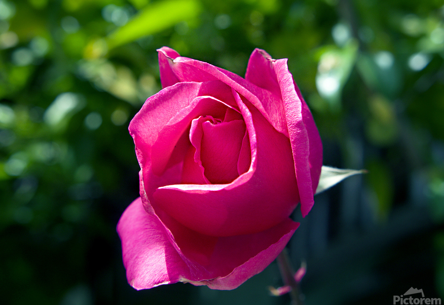 rose by Eka Wall Art