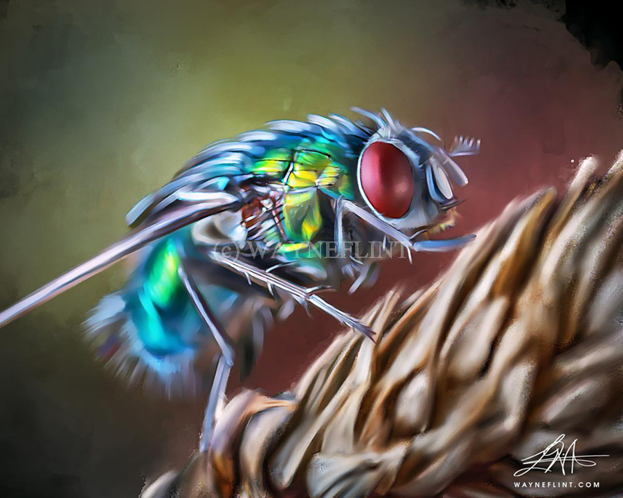 Digital Fly par WAYNEFLINT