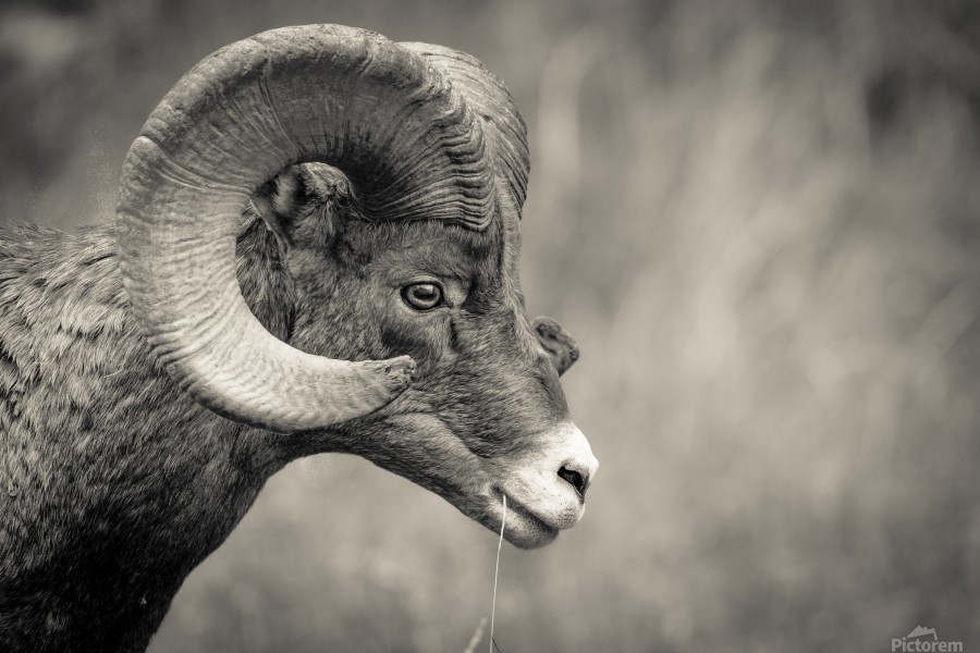 Head Strong by JADUPONT PHOTO Wall Art