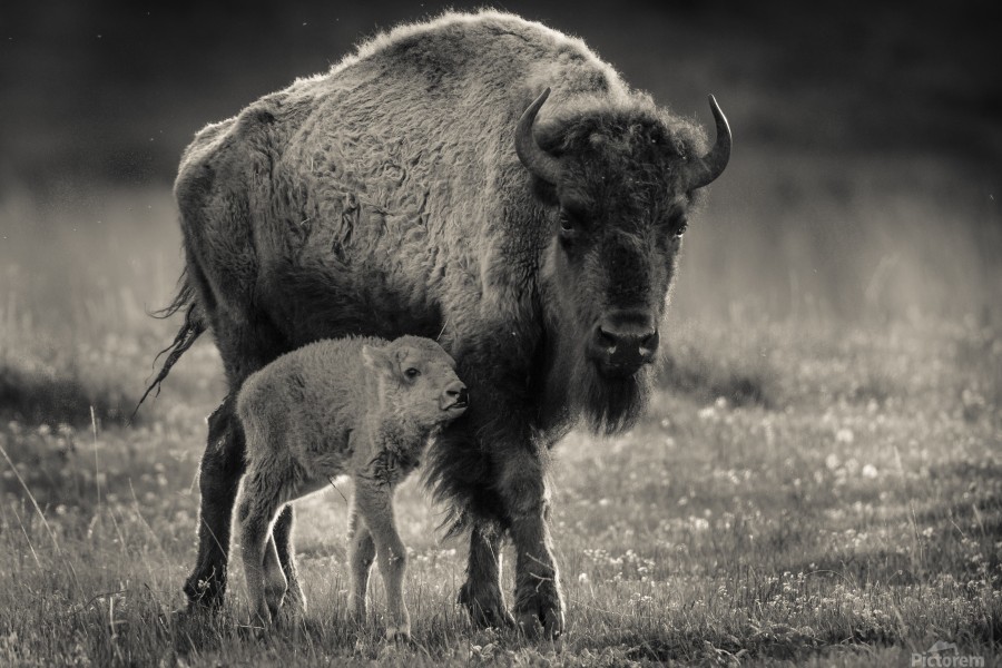 Bison love by JADUPONT PHOTO Wall Art