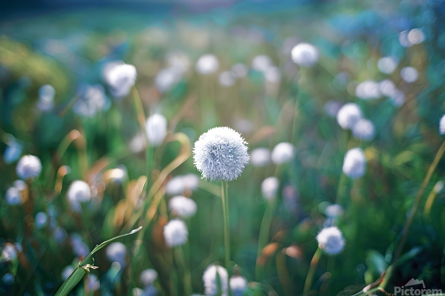 Abstract Blue Defocused bokeh background by Lupu Andrei Wall Art