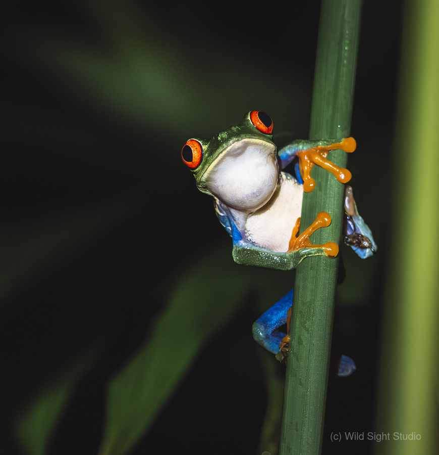 Red eyed Tree Frog by Wild Sight Studio Wall Art
