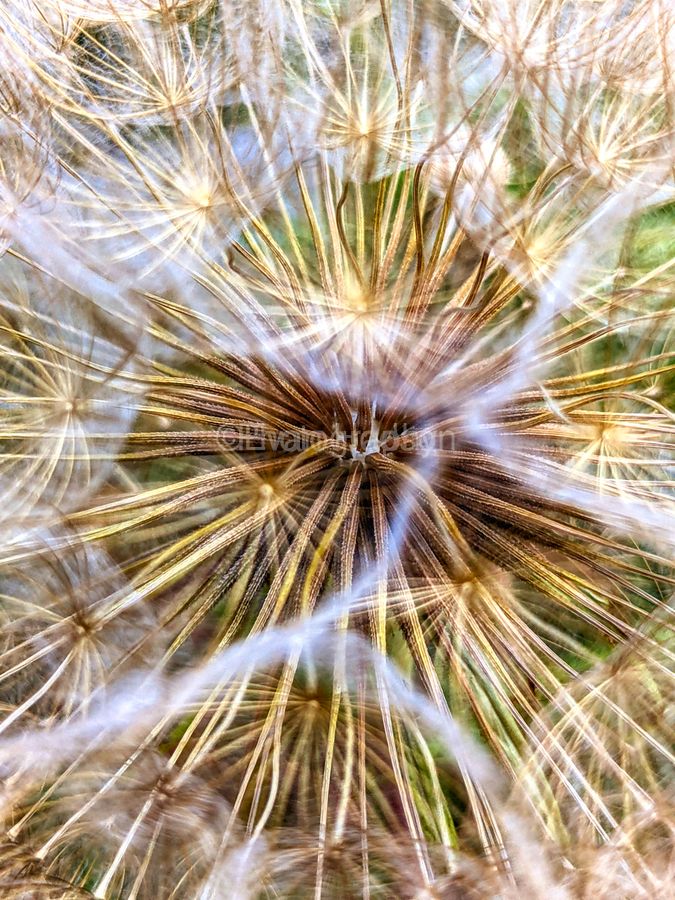 Inside The Lion of Dande by Silver Spruce Photography Wall Art