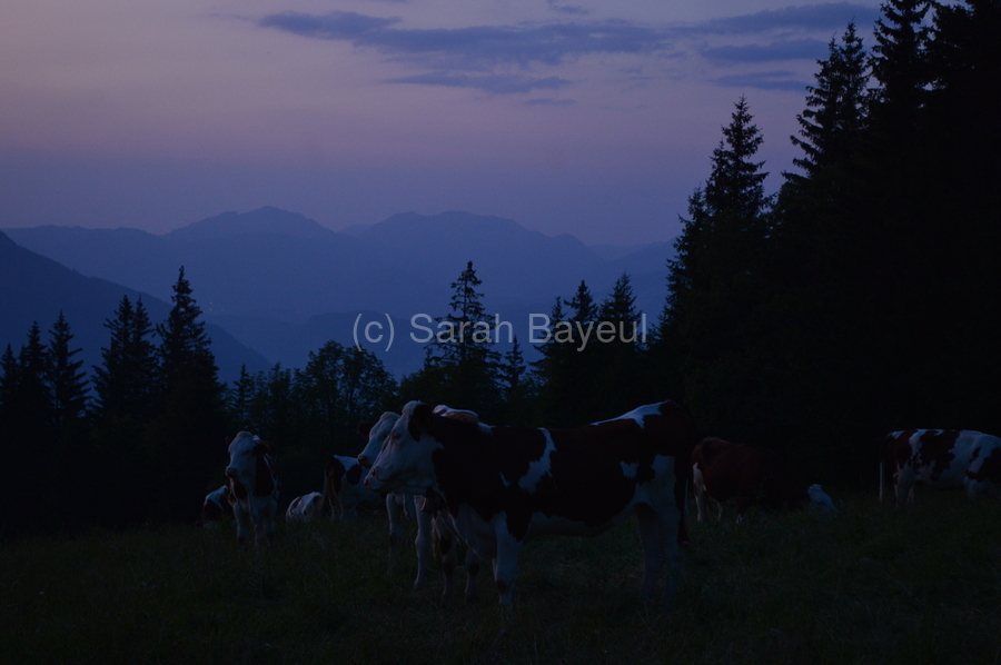 Cows in the alps by Sarah Bayeul Wall Art