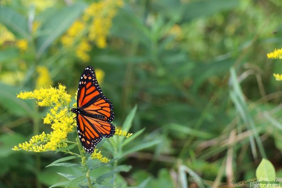 Monarch butterfly by G&S Carr Photography Wall Art