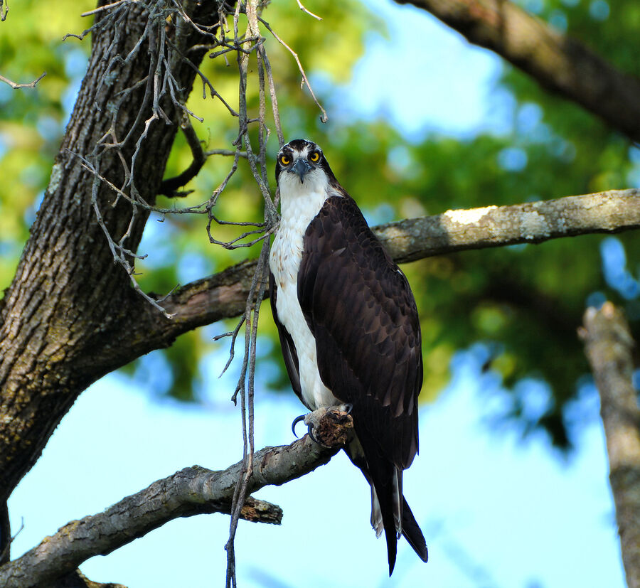 Osprey Stare Down by Purplebears Photography Wall Art