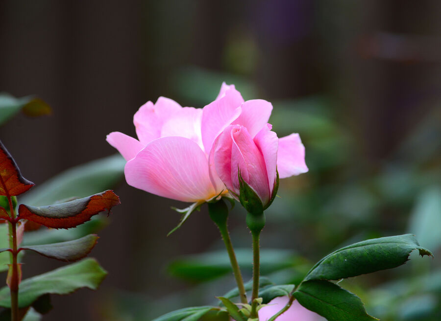 Blushing Knock Out Rose 1 of 3 by Purplebears Photography Wall Art