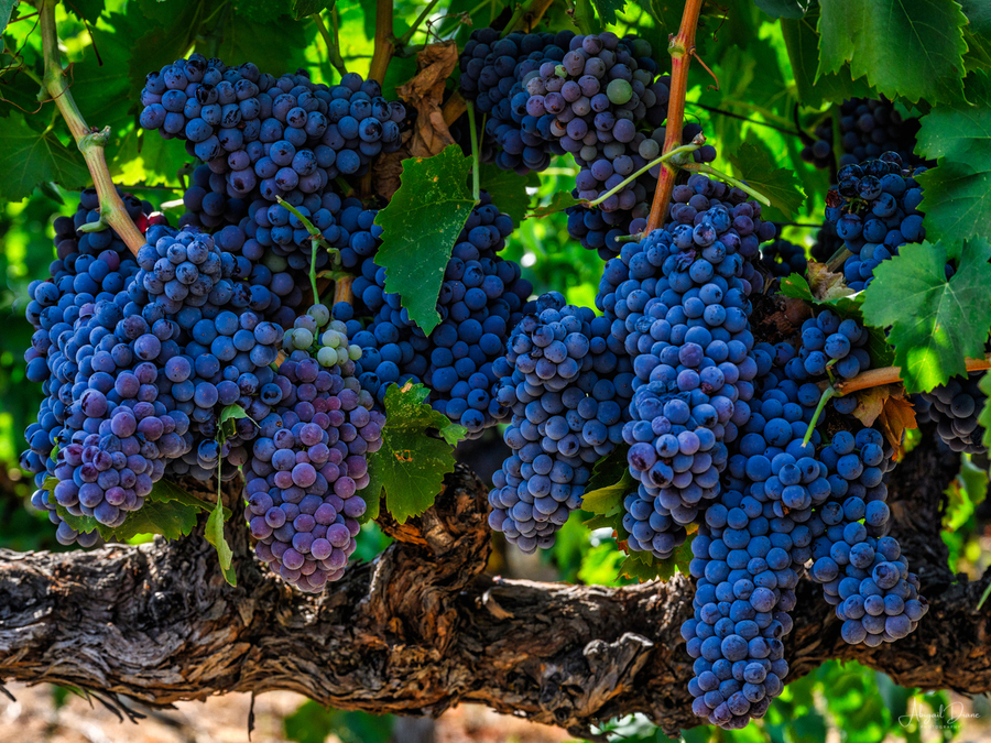 Juicy Cluster of Grenache Grapes by Abigail Diane Photography Wall Art