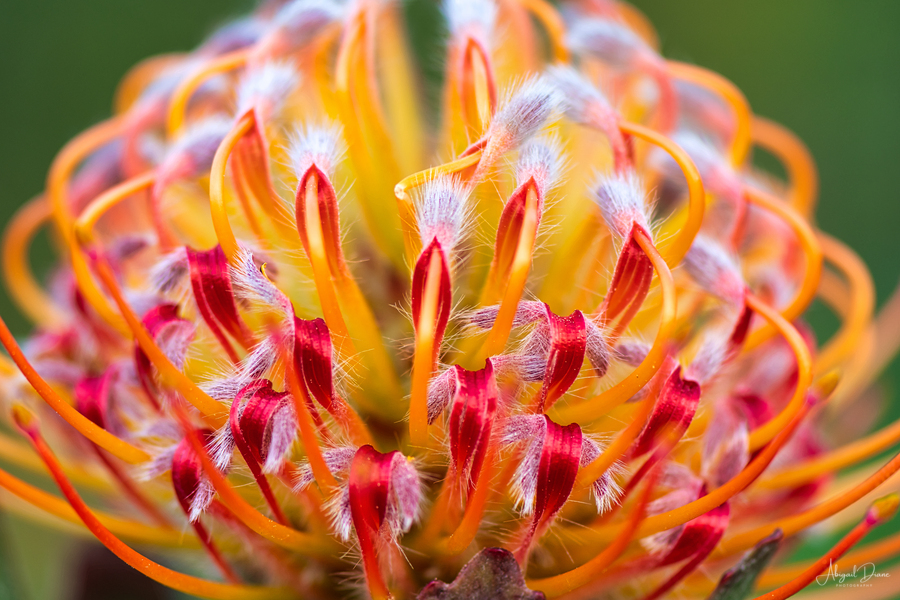 Tropical Pincushion Protea Flower in Bloom by Abigail Diane Photography ...