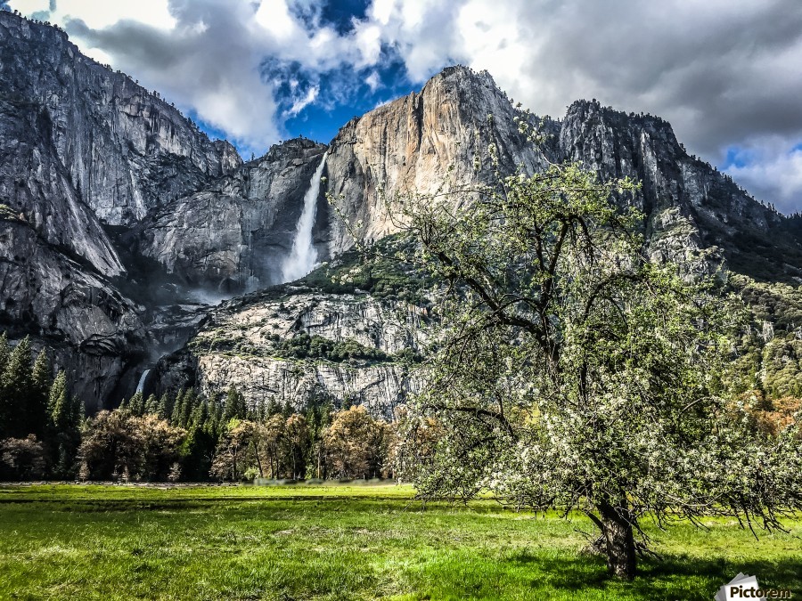 Waterfall Tree by Danielle Farrell Wall Art