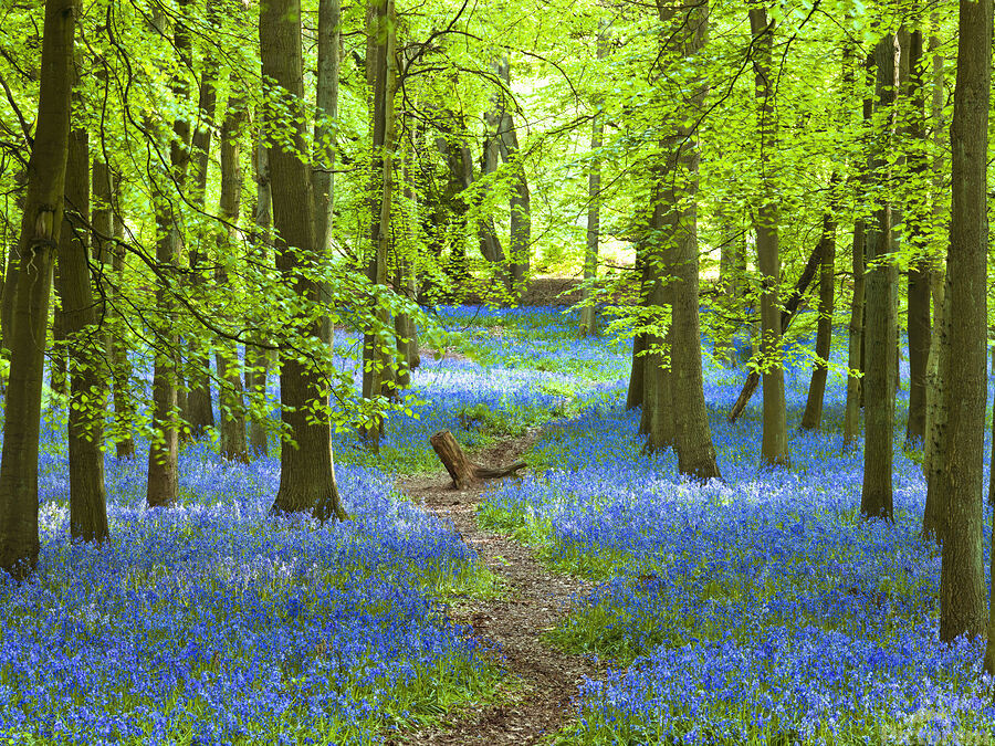Azure Pathway by Assaf Frank Wall Art