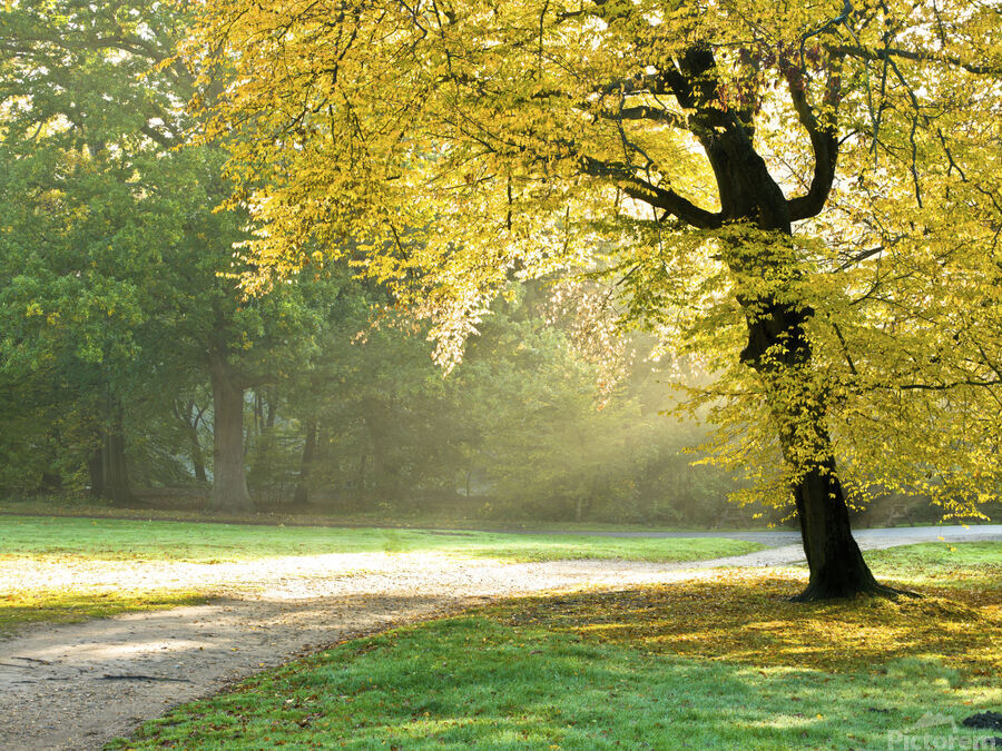Autumn tree par Assaf Frank