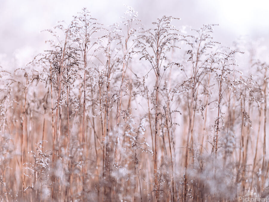 Grass Reeds by Assaf Frank Wall Art