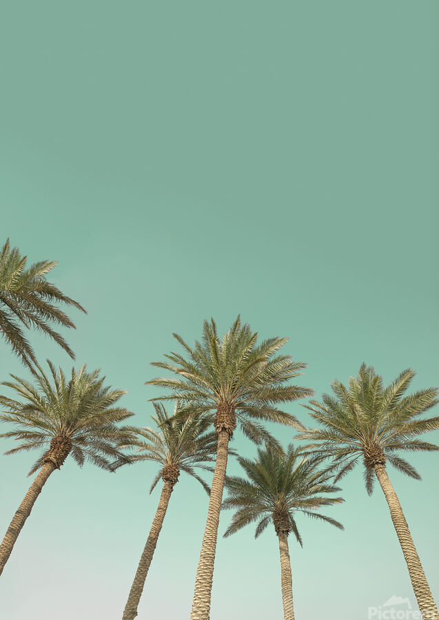Palm trees by Assaf Frank Wall Art